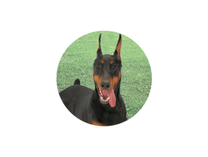 Boarding | Top Notch Kennels