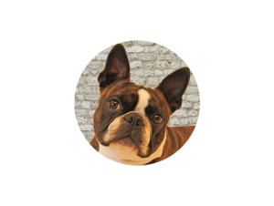 Training | Top Notch Kennels